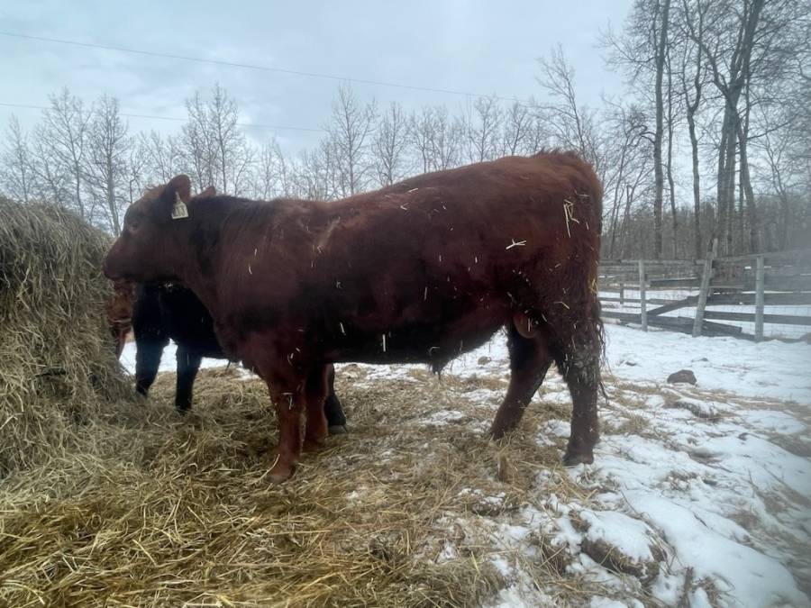 Sales - Thorsby Stockyards
