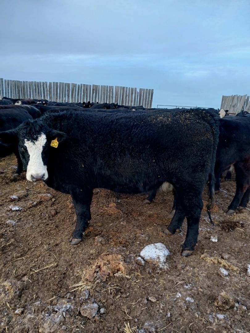 Sales - Thorsby Stockyards