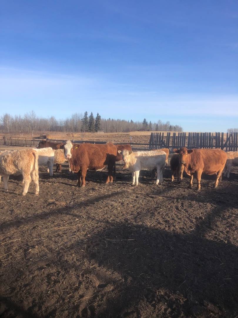 Sales - Thorsby Stockyards