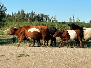 Sales - Thorsby Stockyards