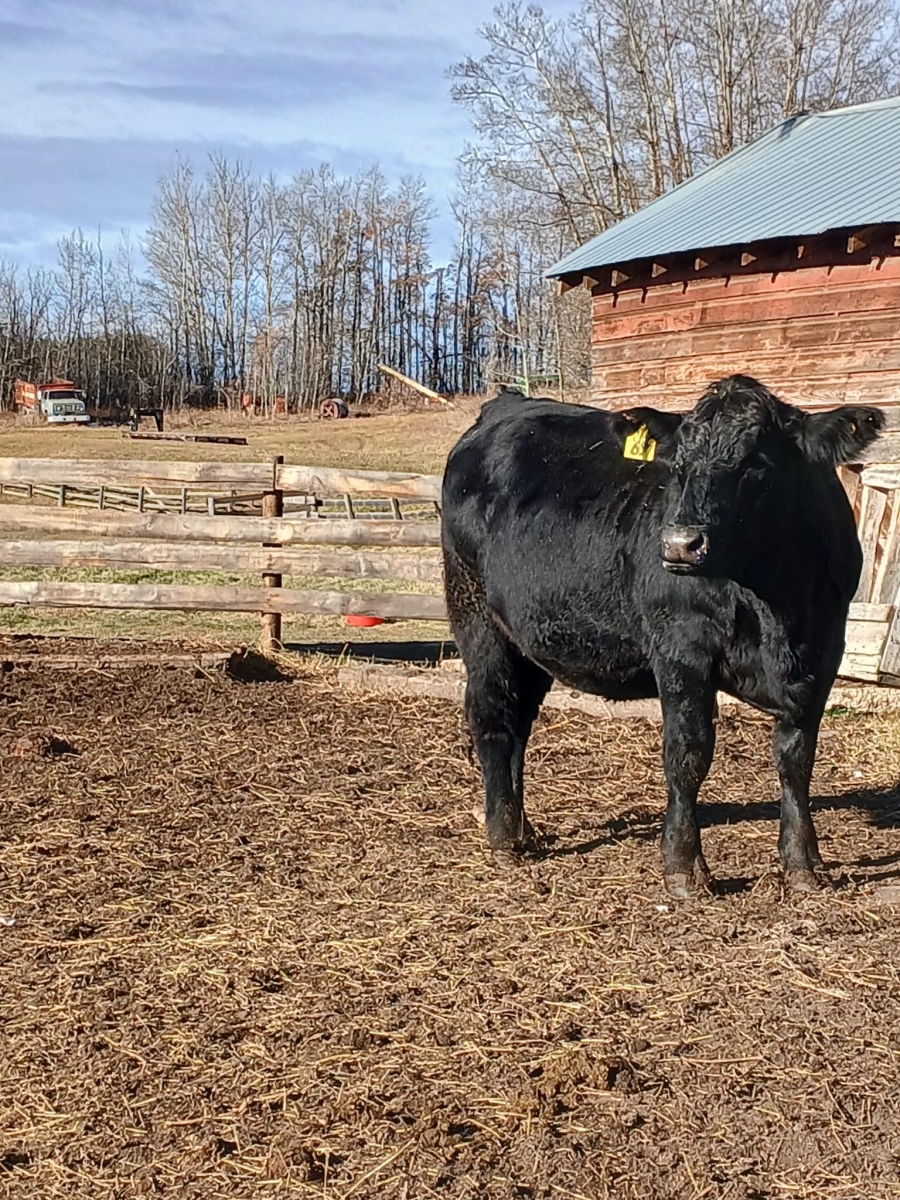 Sales - Thorsby Stockyards