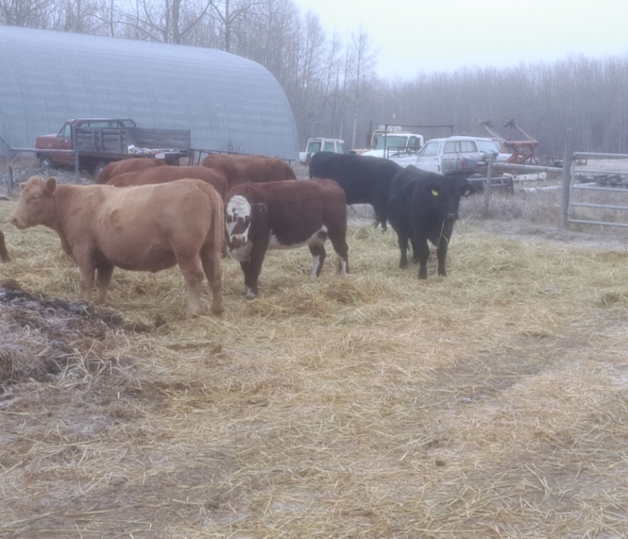 Sales - Thorsby Stockyards