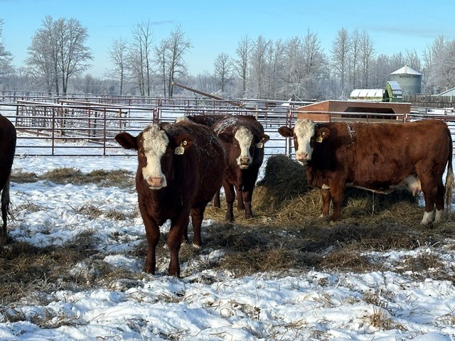 Sales - Thorsby Stockyards