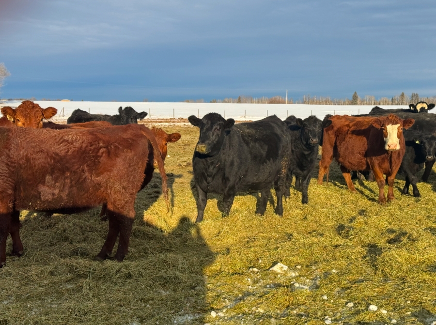 Sales - Thorsby Stockyards