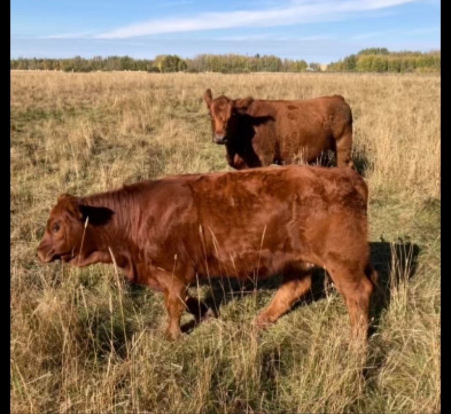 Sales - Thorsby Stockyards