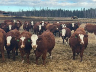 Sales - Thorsby Stockyards